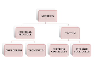 Midbrain-Neuroradiology | PPTX