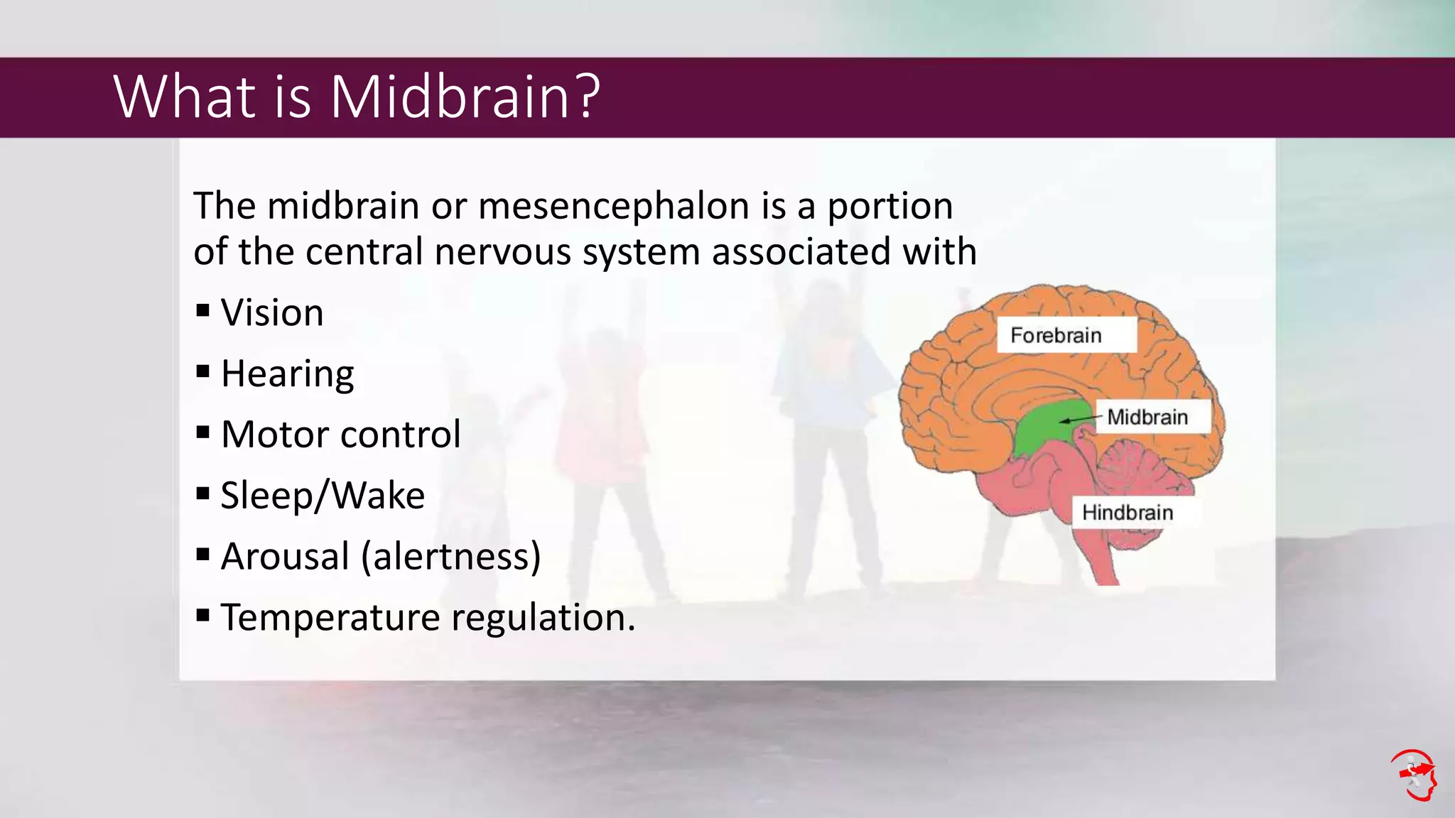 Midbrain activation | PPSX