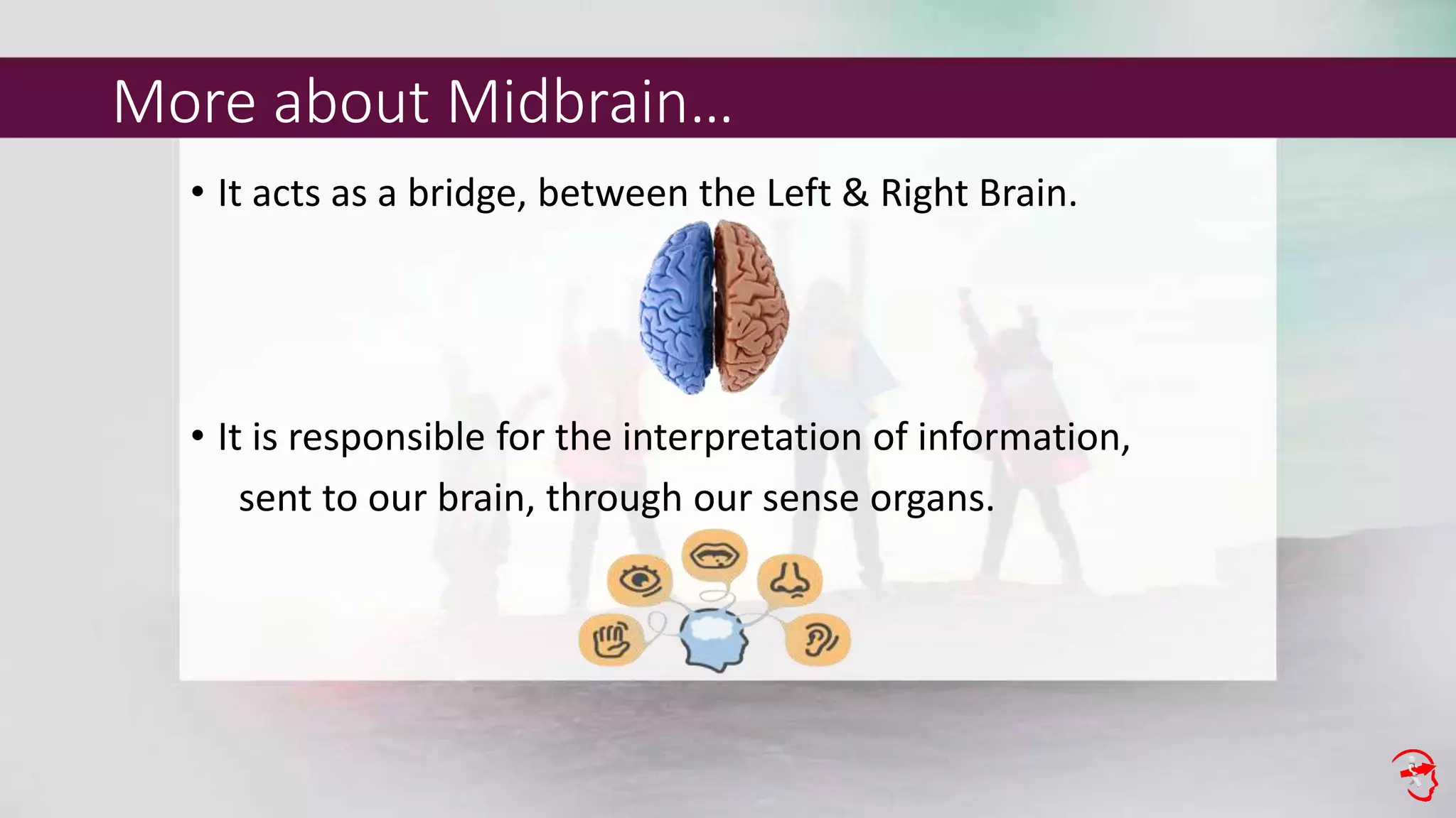 Midbrain activation | PPSX