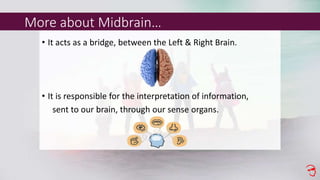 Midbrain activation | PPSX