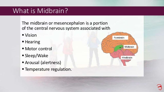 Midbrain activation