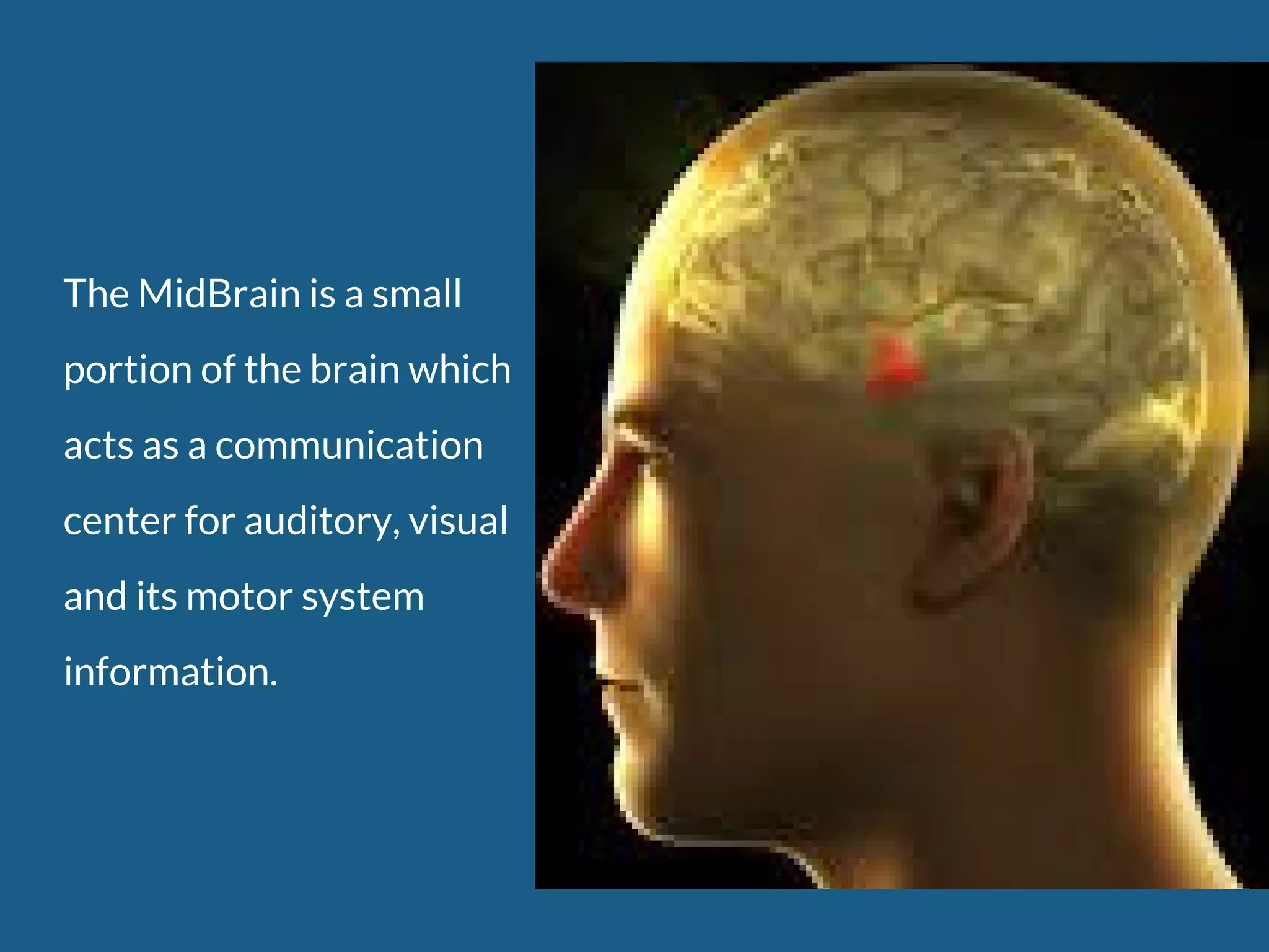 Mid brain activation | PPT