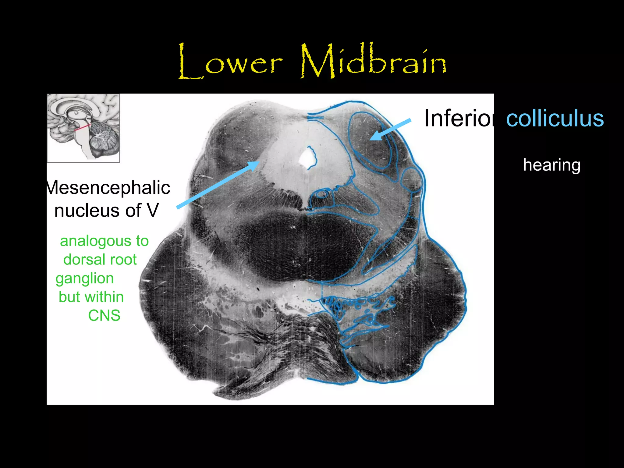 MIDBRAIN ANATOMY | PPT