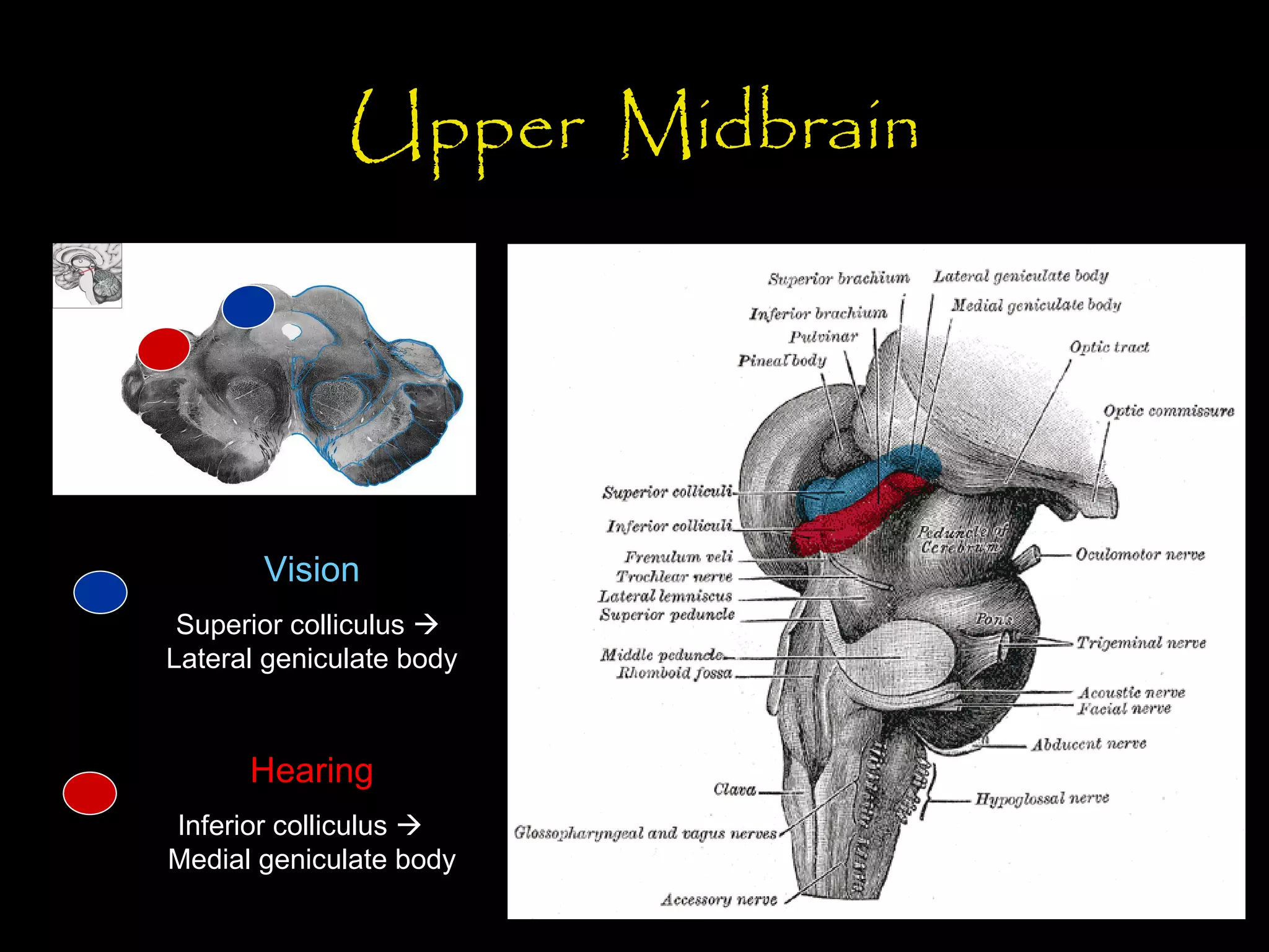 MIDBRAIN ANATOMY | PPT