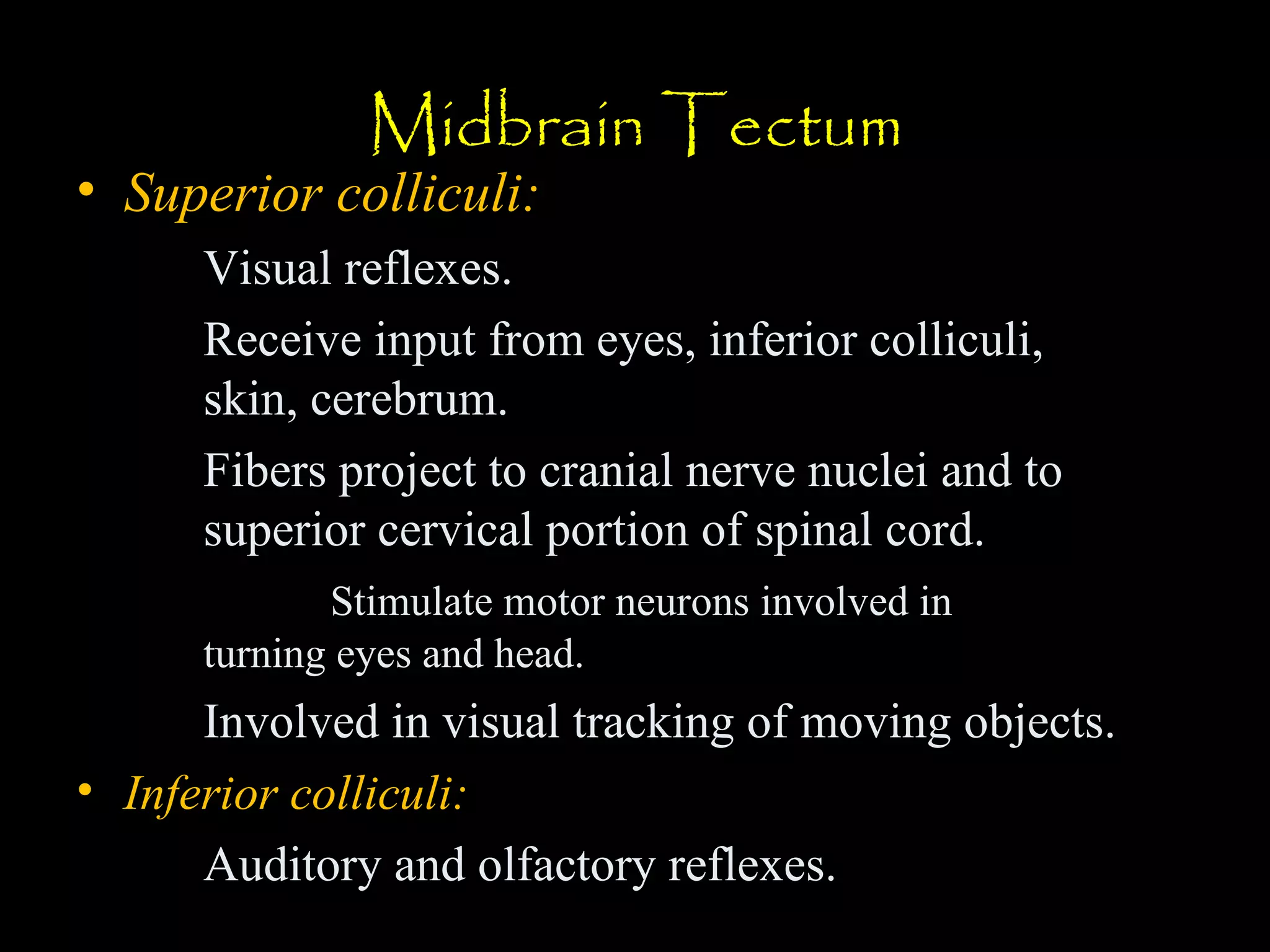 MIDBRAIN ANATOMY | PPT