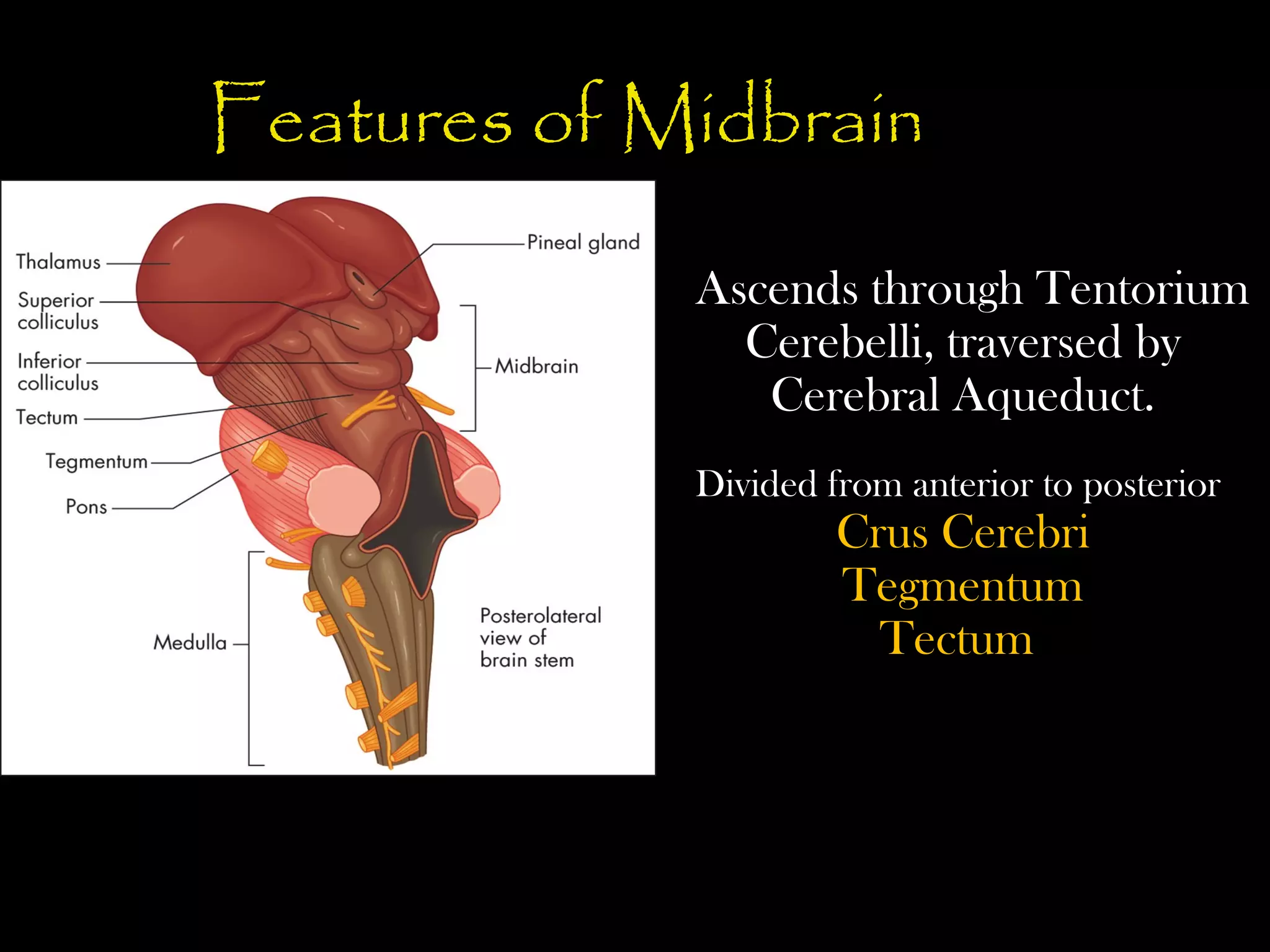 MIDBRAIN ANATOMY | PPT