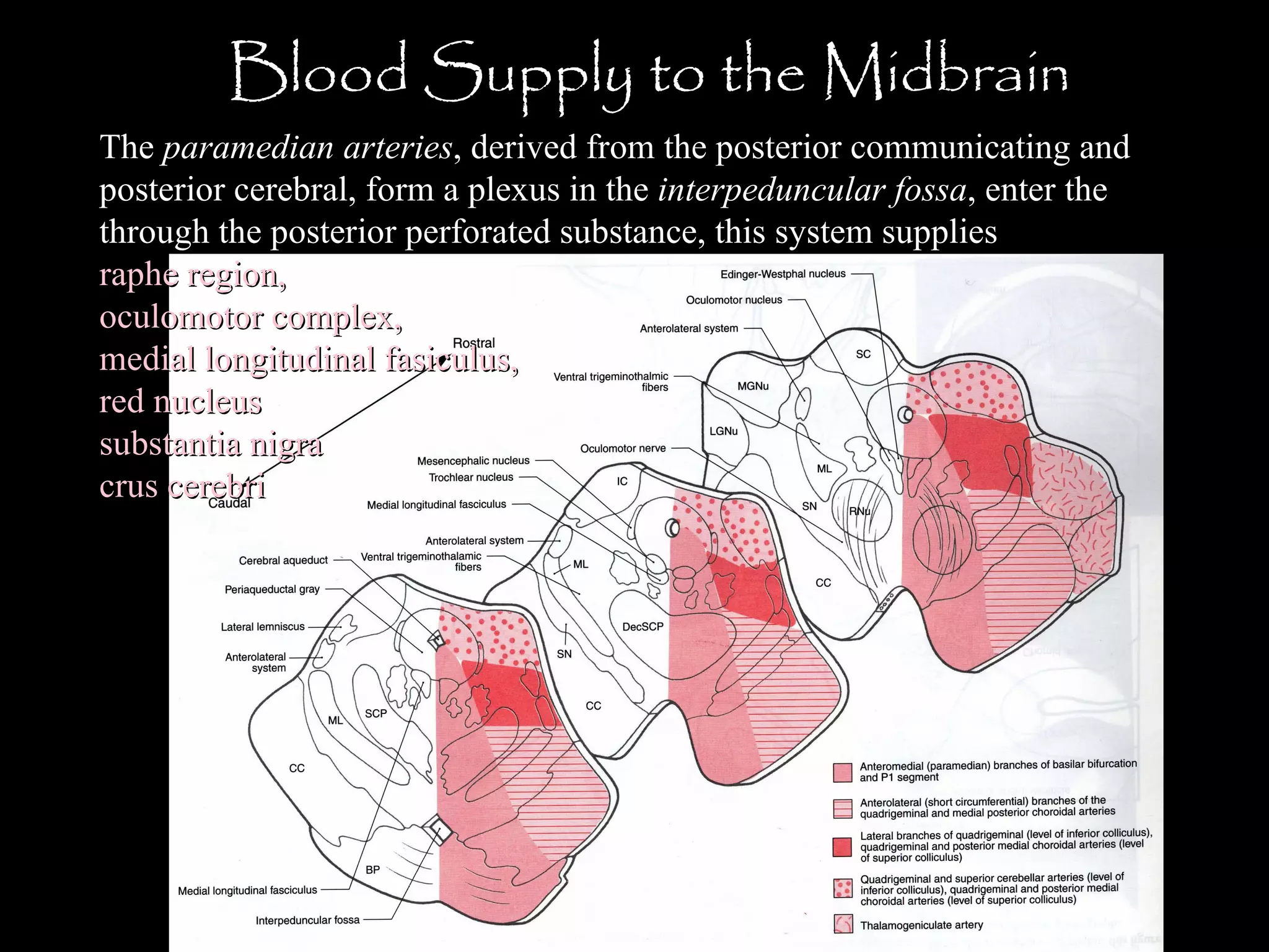 MIDBRAIN ANATOMY | PPT