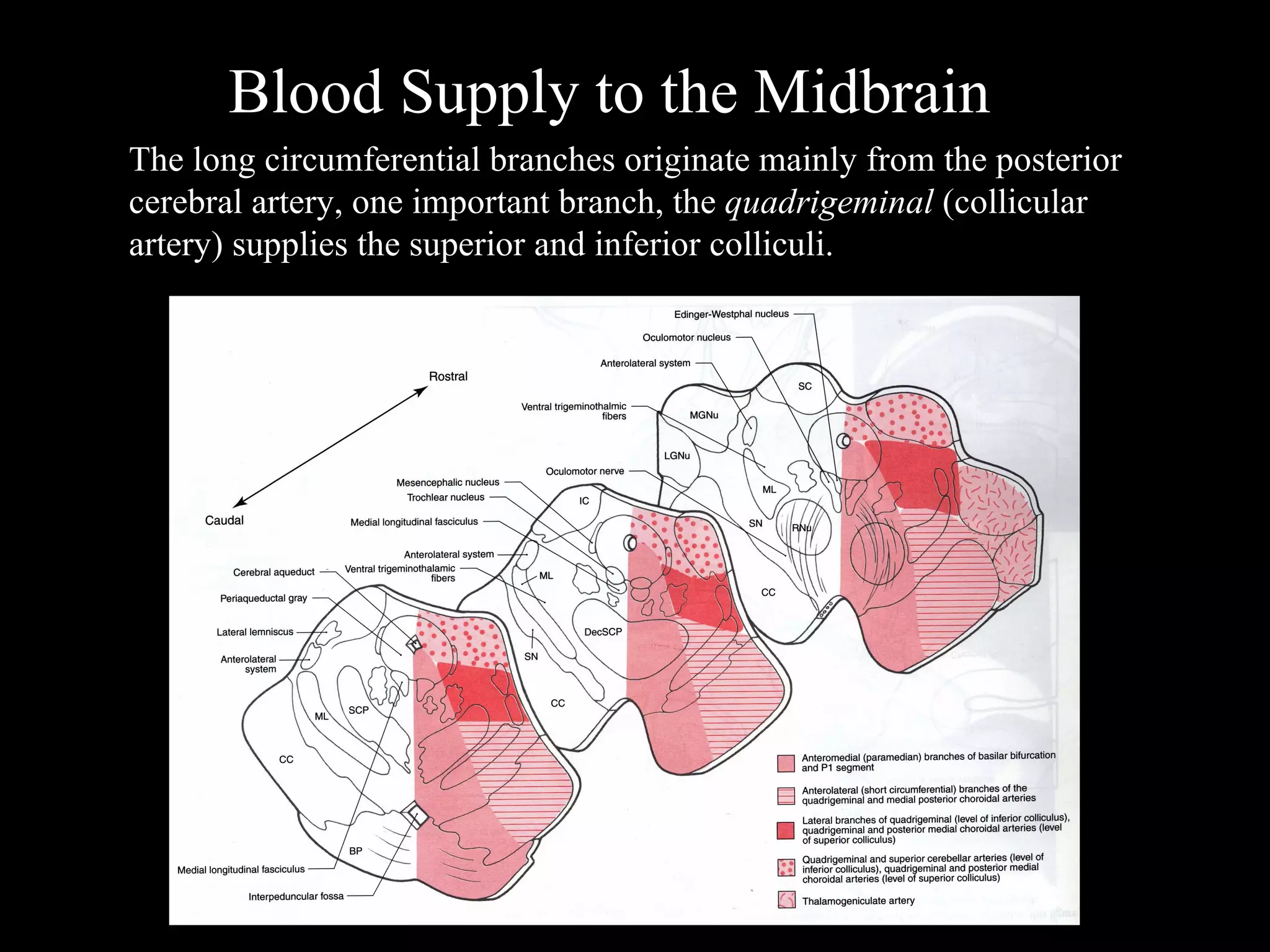 MIDBRAIN ANATOMY | PPT
