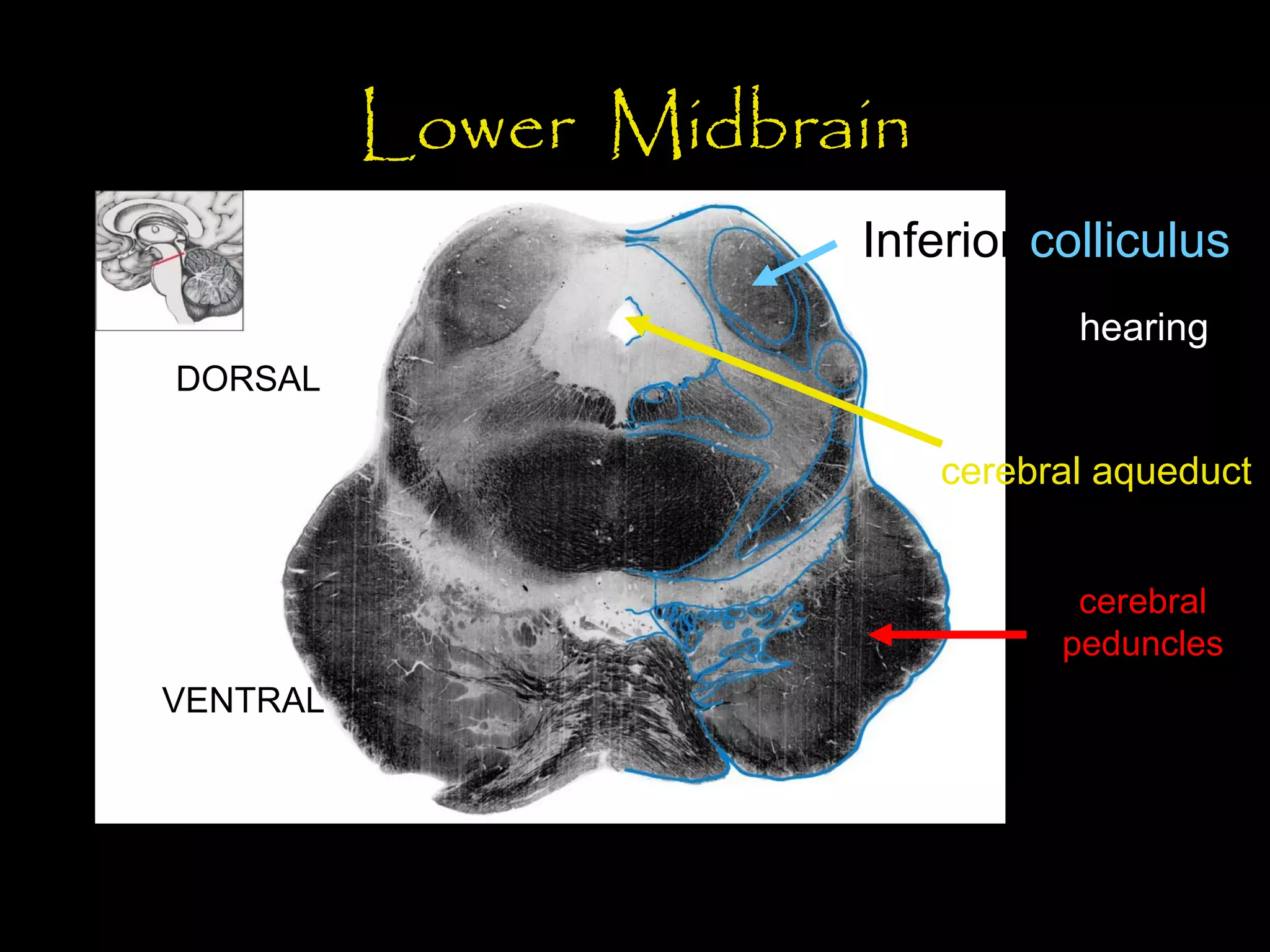 MIDBRAIN ANATOMY | PPT