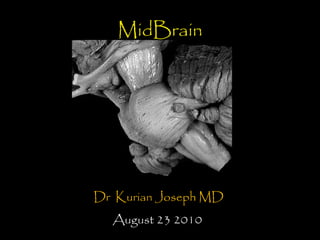 MIDBRAIN ANATOMY | PPT