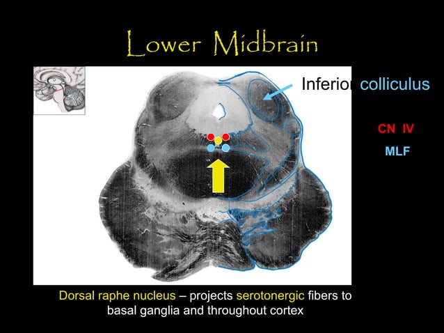 MIDBRAIN ANATOMY | PPT