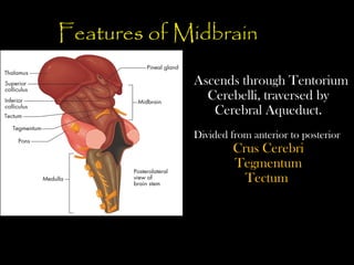 MIDBRAIN ANATOMY | PPT