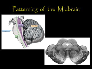 MIDBRAIN ANATOMY | PPT