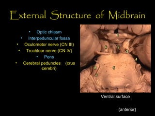 MIDBRAIN ANATOMY | PPT