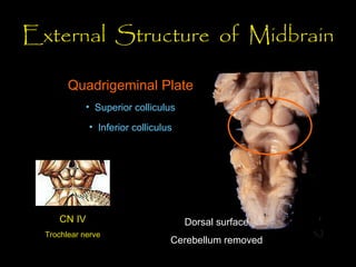 MIDBRAIN ANATOMY | PPT