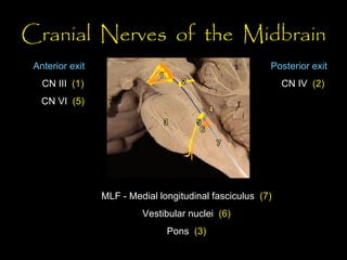 MIDBRAIN ANATOMY | PPT