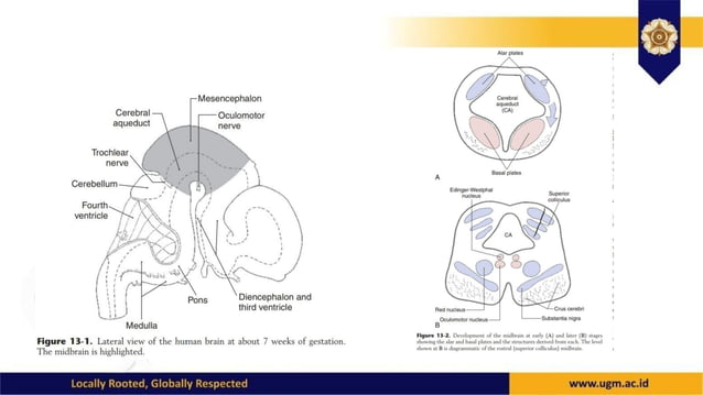 Anatomi Otak fokus pada Midbrain untuk menunjang pemahaman Neuroanatomi ...