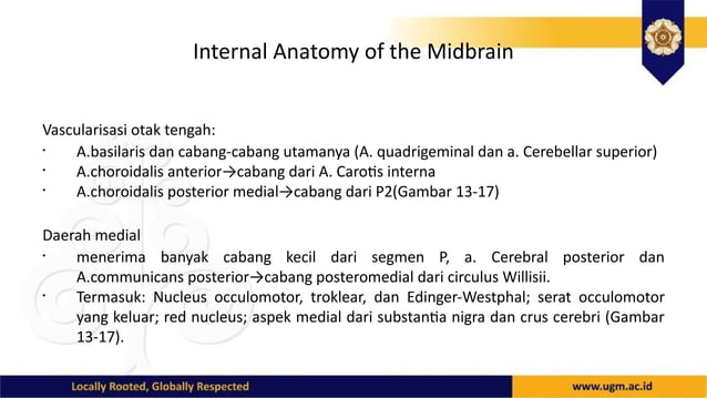 Anatomi Otak fokus pada Midbrain untuk menunjang pemahaman Neuroanatomi ...