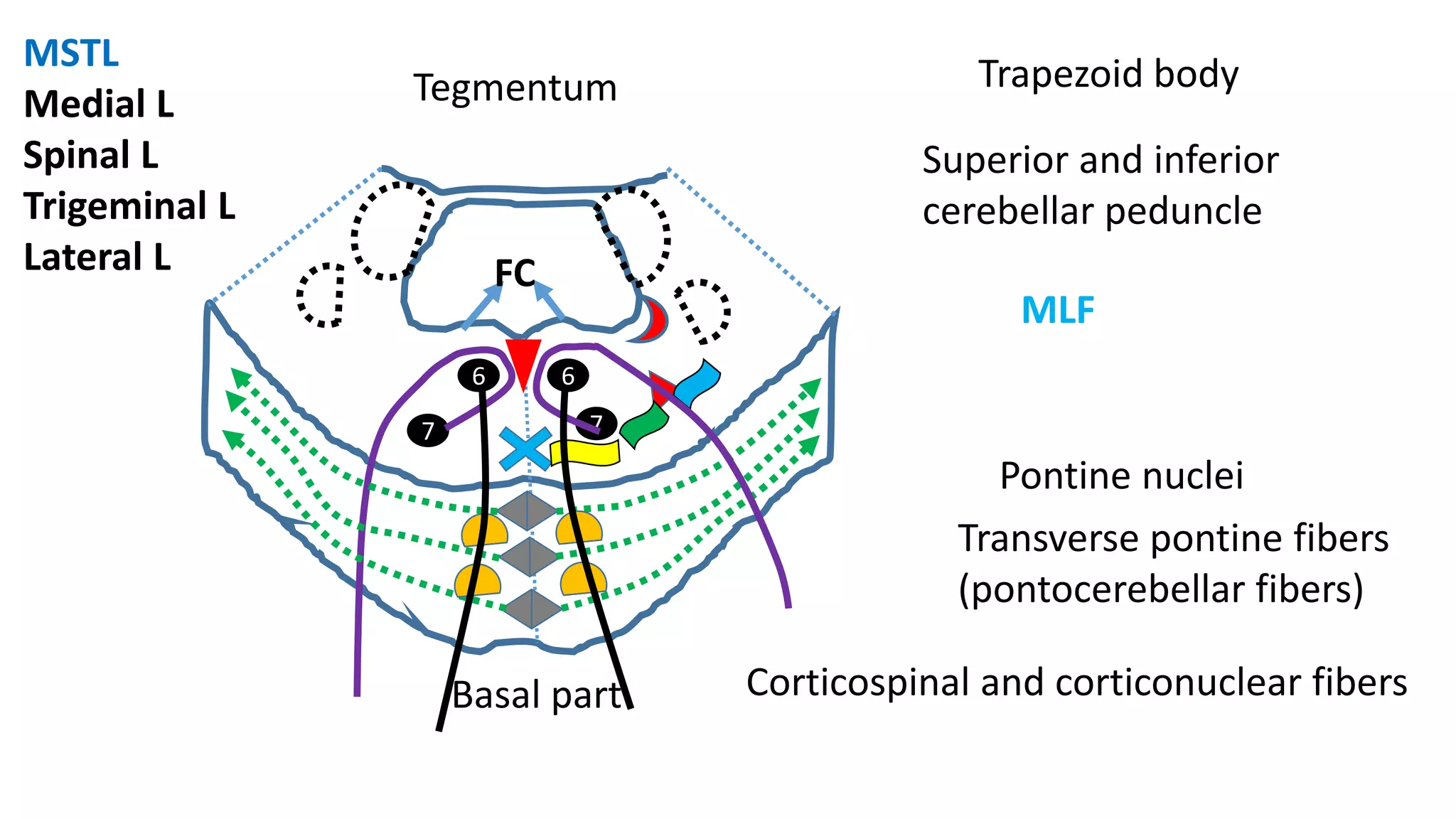 Anatomy of Midbrain and pons | PDF
