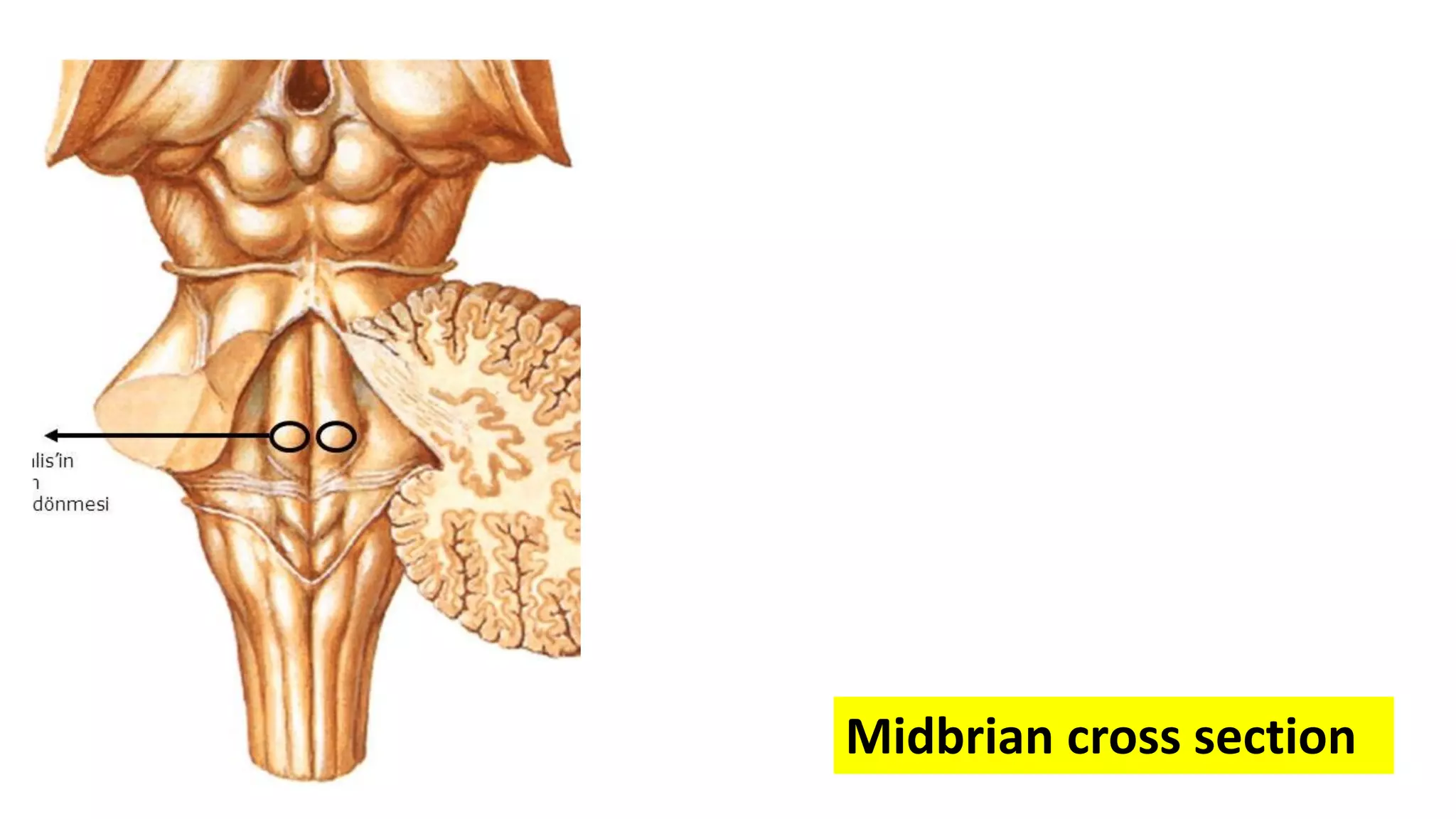 Anatomy of Midbrain and pons | PDF