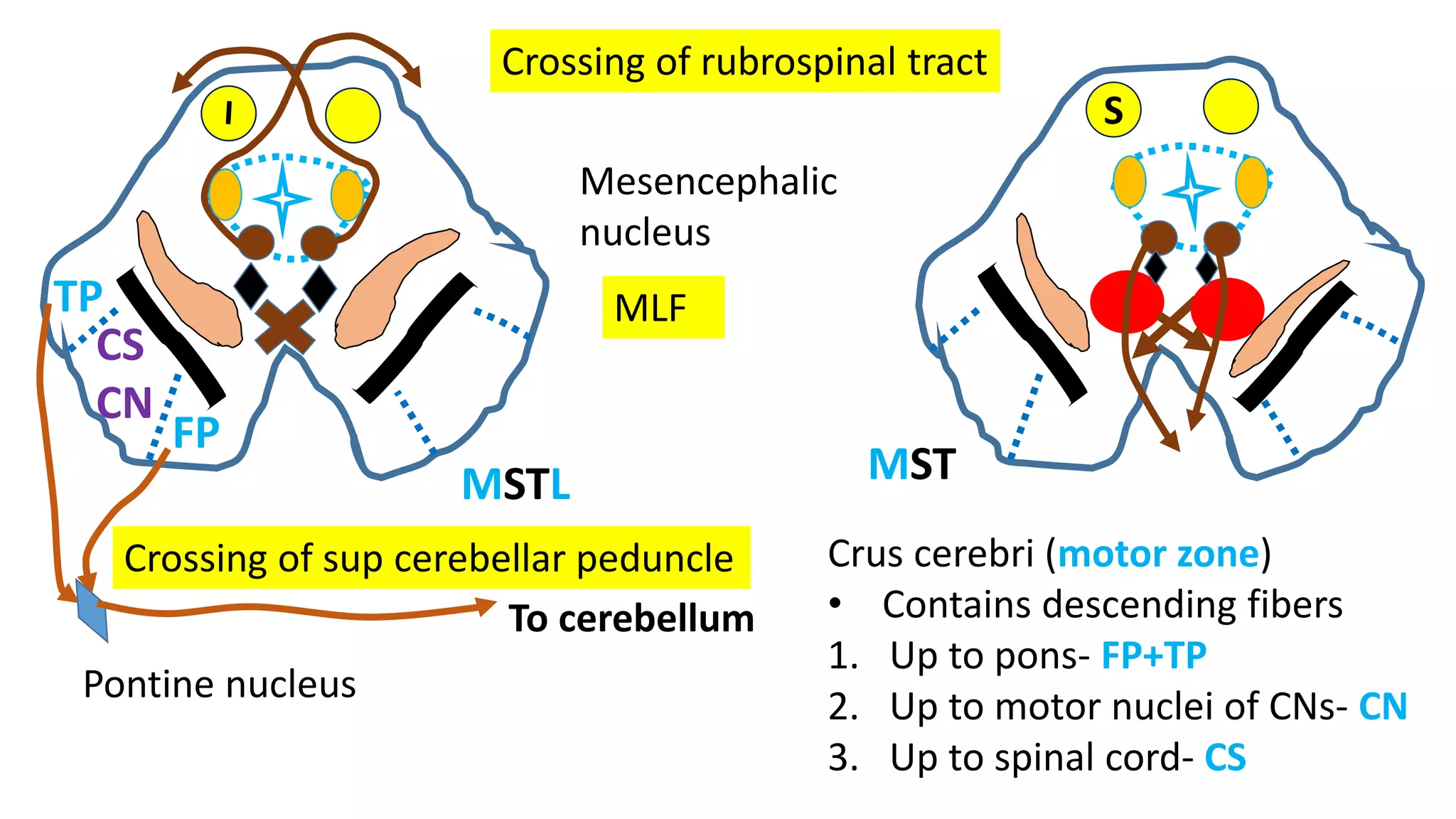 Anatomy of Midbrain and pons | PDF