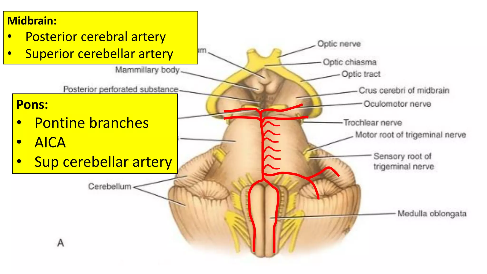 Anatomy of Midbrain and pons | PDF