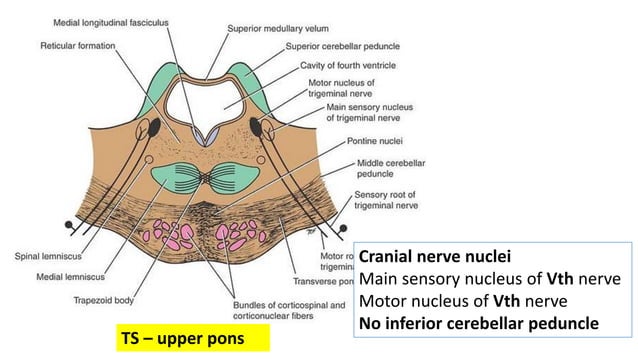 Anatomy of Midbrain and pons | PDF | Death, Injury, or Military ...