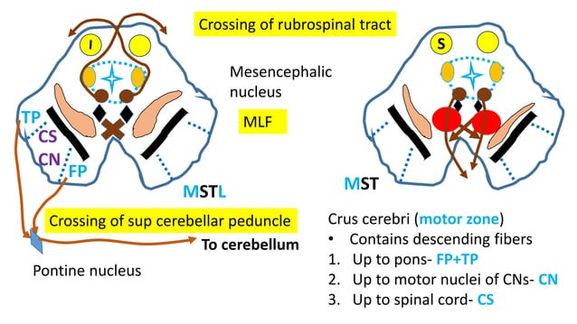 Anatomy of Midbrain and pons | PDF | Death, Injury, or Military ...