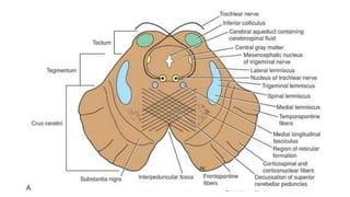 Anatomy of Midbrain and pons | PDF