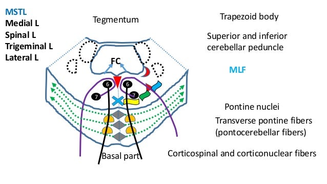 Anatomy of Midbrain and pons