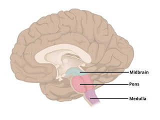 Midbrain (mesencephalon ).anatomy basicspptx | PPTX