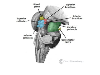 Midbrain (mesencephalon ).anatomy basicspptx | PPTX