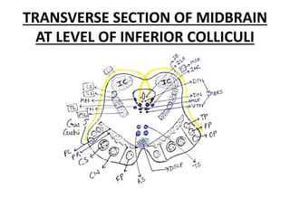 Mid brain part 1 | PPTX