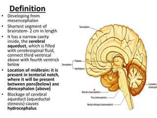 Mid brain part 1 | PPTX