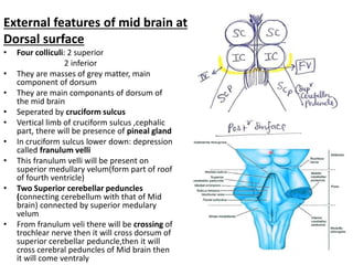 Mid brain part 1 | PPTX