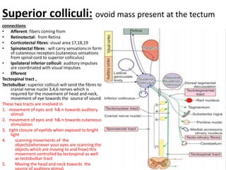 Mid brain part 2 | PPTX