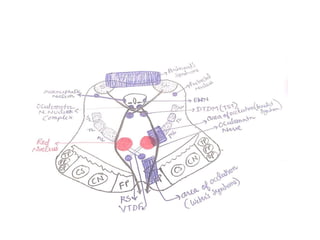Mid brain part 2 | PPTX