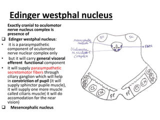 Mid brain part 2 | PPTX