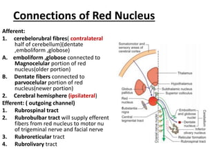 Mid brain part 2 | PPTX