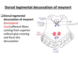 Mid brain part 2 | PPTX