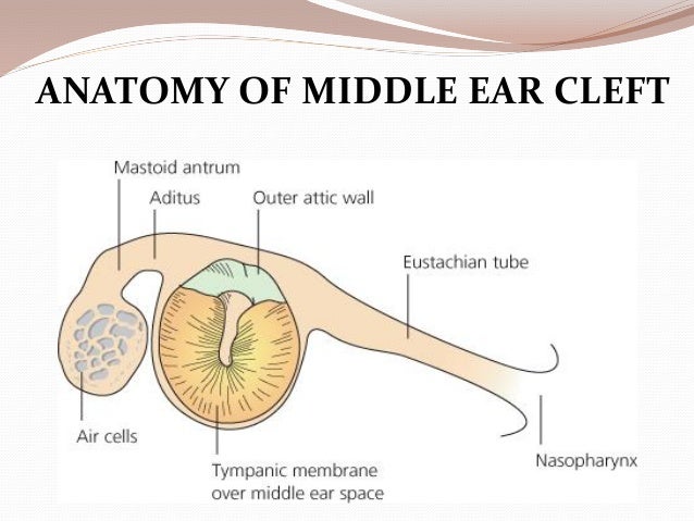 Middle and inner ear 15416