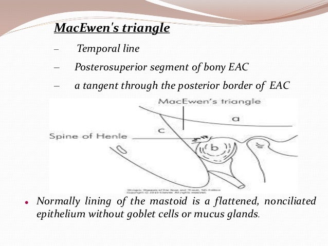Middle and inner ear 15416