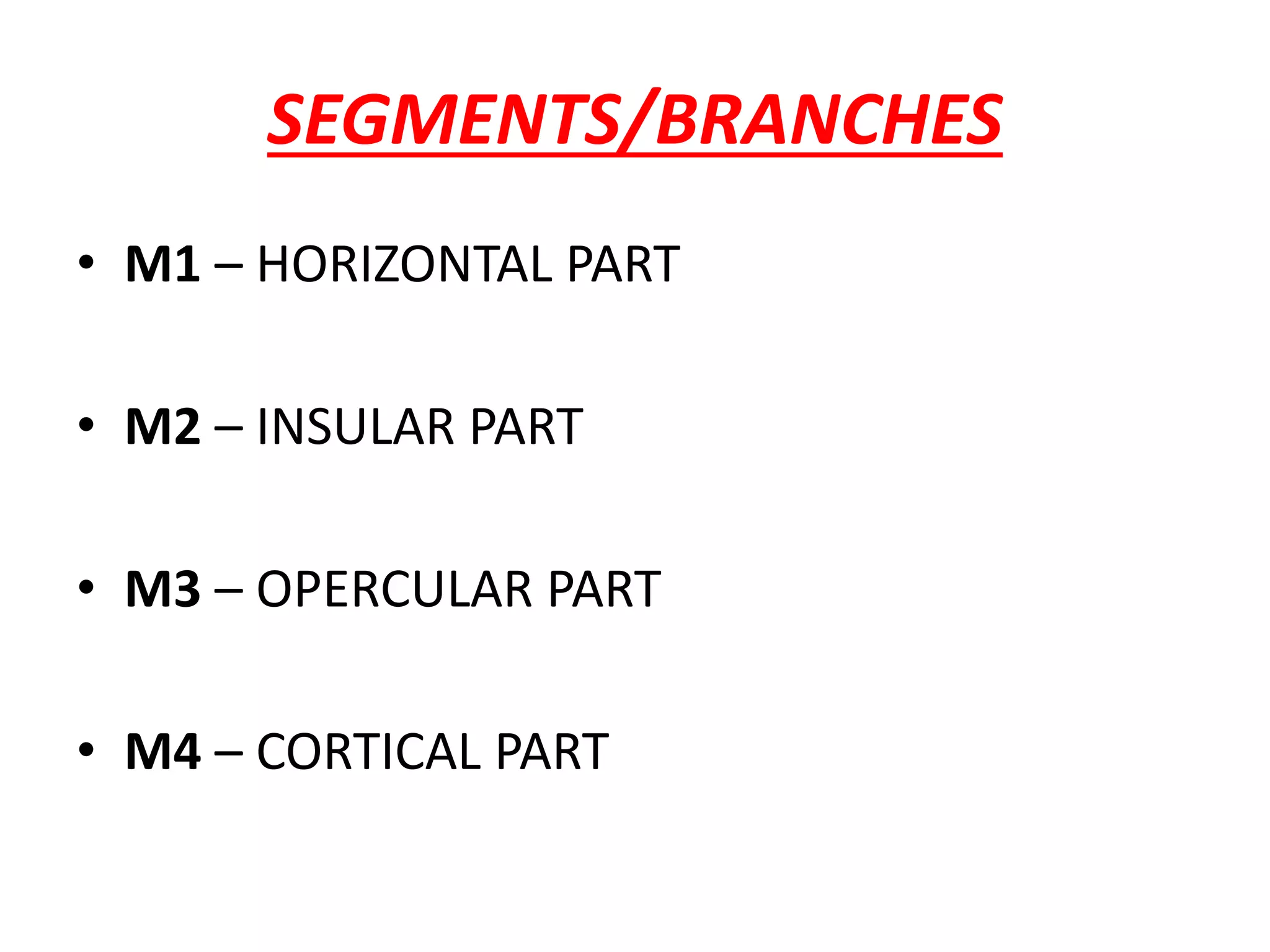 Middle cerebral artery branches | PPTX