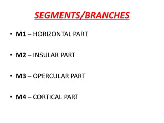 Middle cerebral artery branches | PPTX