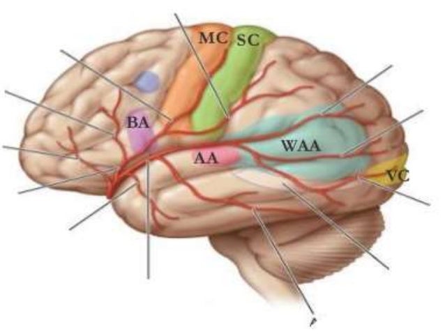 Middle cerebral artery branches