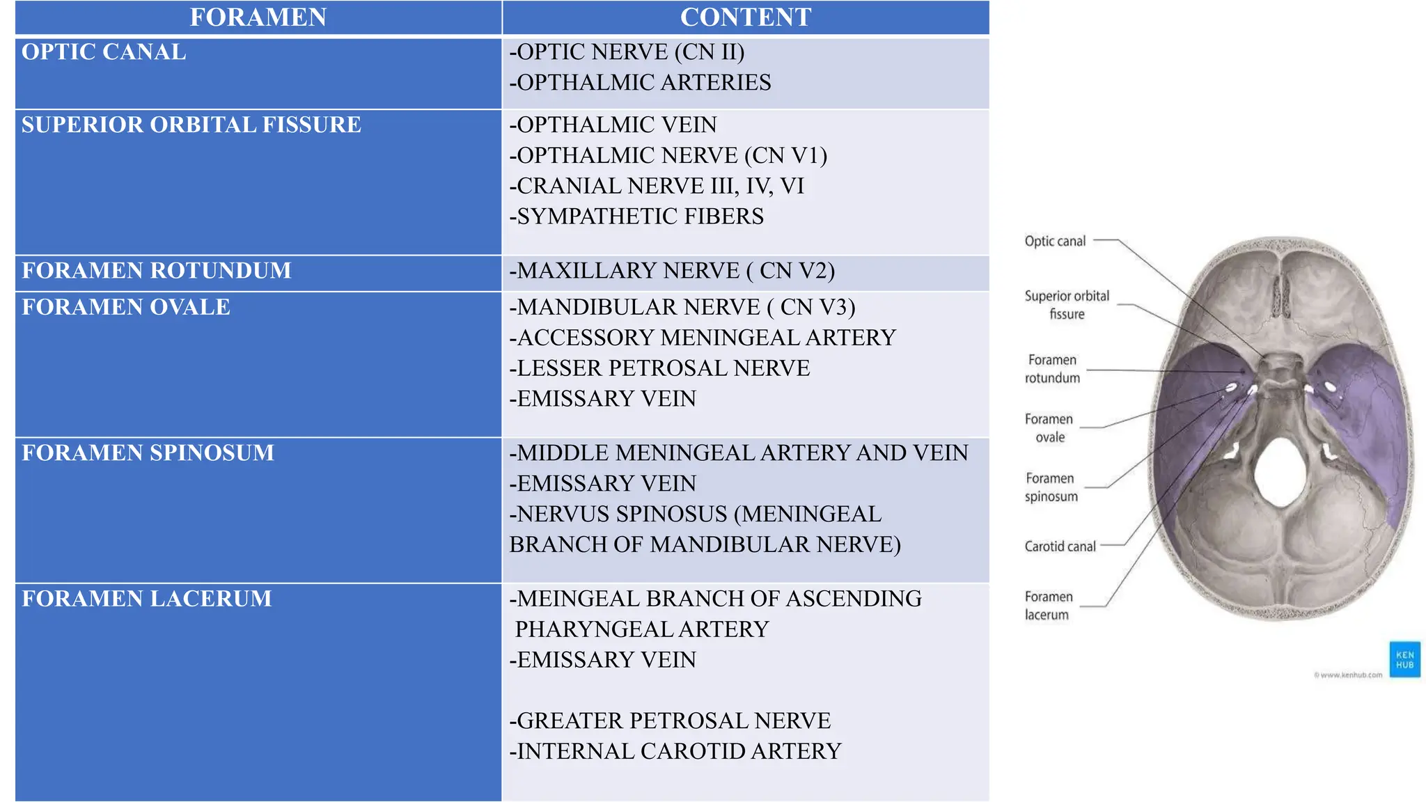 MIDDLE CRANIAL FOSSA and structures passing through | PPTX