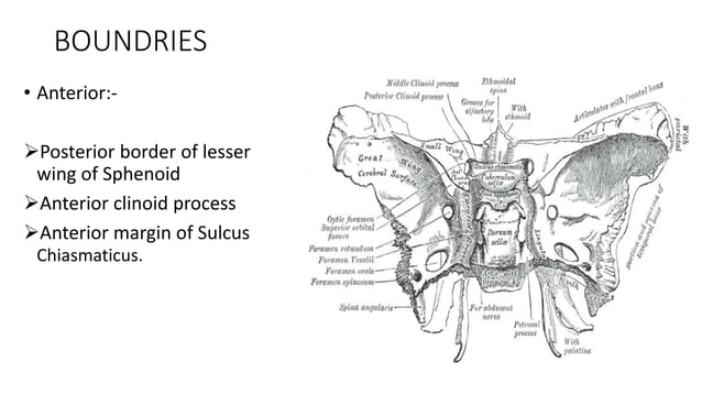 MIDDLE CRANIAL FOSSA and structures passing through | PPTX | Death ...