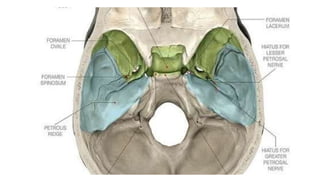 MIDDLE CRANIAL FOSSA and structures passing through | PPTX