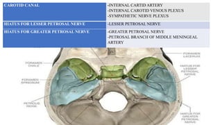 MIDDLE CRANIAL FOSSA and structures passing through | PPTX