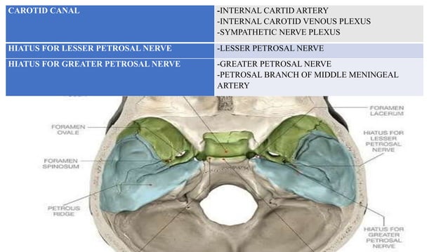 MIDDLE CRANIAL FOSSA and structures passing through | PPTX | Death ...